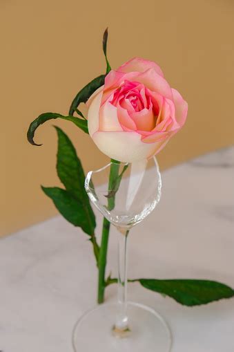 베이지 색 배경에 섬세한 핑크 장미와 깨진 샴페인 유리 최소한의 구성 추상미술 아이디어 로맨틱 파스텔 핑크 발렌타인 데이 구성 장미 꽃 현대미학 세로 기념일에 대한 스톡