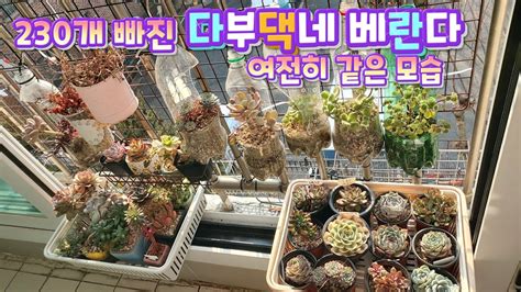 다부댁네 베란다 변한 것이 무엇이냐 물으신다면 다육이를부탁해 Youtube