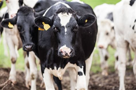 Dairy And Acne All You Need To Know Nude Nutrition