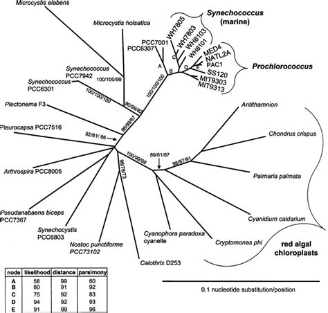 Phylogenetic Relationships Among Prochlorococcus And Other Organisms Download Scientific