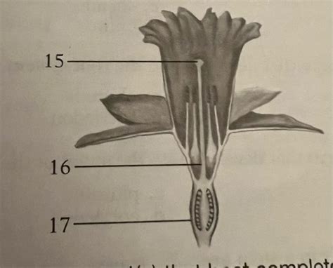 7th Grade Science Test 2 Flashcards Quizlet