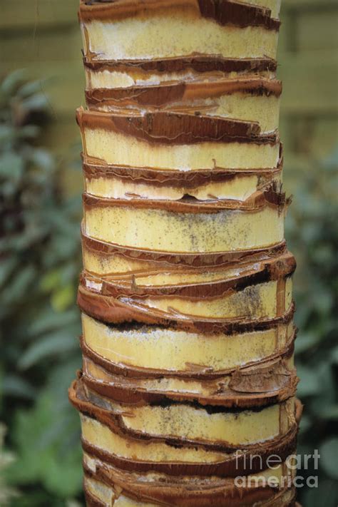 Stripped Palm Tree Trunk Photograph By Mike Comb Science Photo Library Pixels