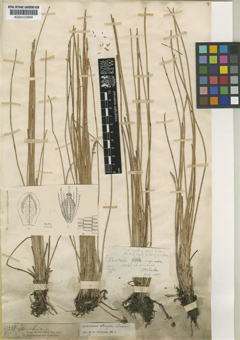 Eleocharis Elongata Chapm Plants Of The World Online Kew Science