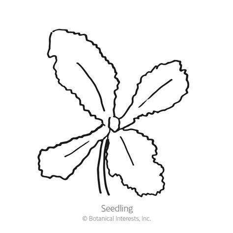 Black Swan Poppy Seeds Epic Gardening
