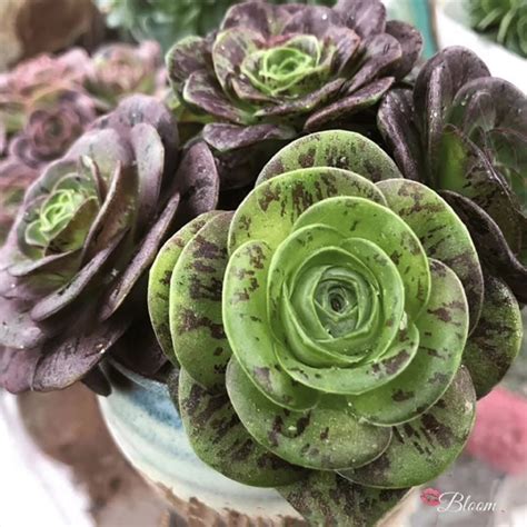 Suculenta En Forma De Rosa Cuidado De La Planta Más Linda Y Original