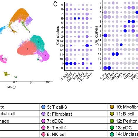 Diverse Cell Types Delineated By Single‐cell Transcriptomic Analysis Download Scientific