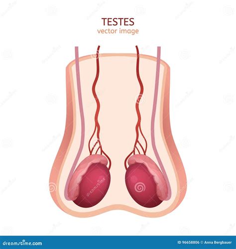 Male Testes Image Stock Vector Illustration Of Medicine 96658806