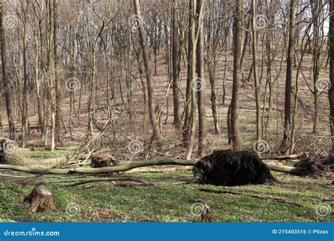 Tree Uprooted By Wind Fallen Tree With Roots In The Spring Or Summer Forest Stock Photo Image