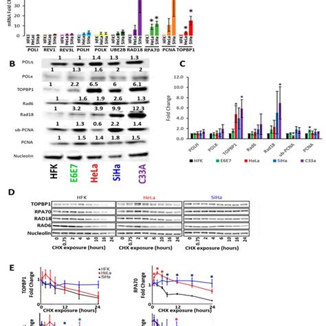 Cervical Cancer Cell Lines Have Increased TLS Gene Expression And Download Scientific Diagram