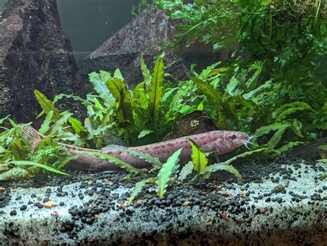 My Eldest Dojo Died Today Rloaches