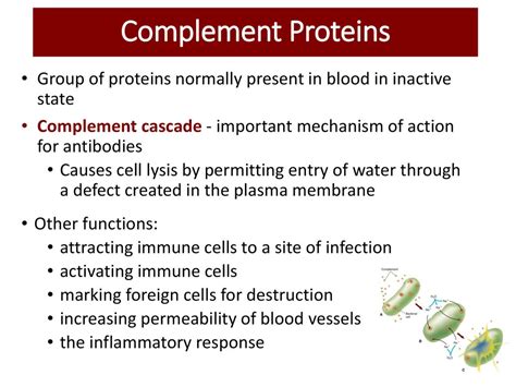The Lymphatic System And Immunity Ppt Download
