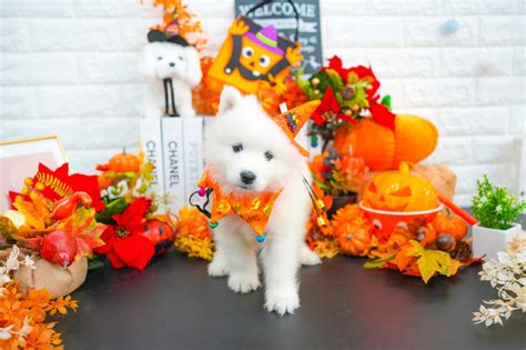 사모예드분양 골든리트리버분양 대형견분양 큰개닷컴