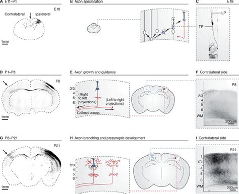 Axon Specification Growth And Branching During Mouse Cortical Download Scientific Diagram