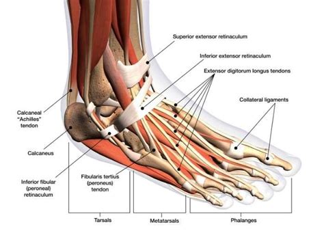 Foot Bone Anatomy Joints