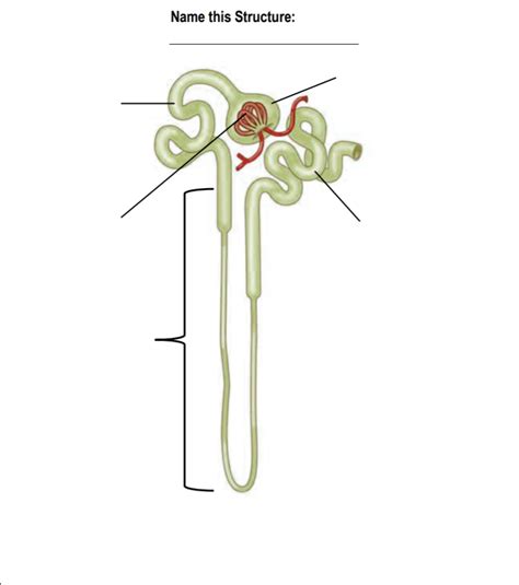 BI 117 Lab Urinary Part 3 Diagram Quizlet