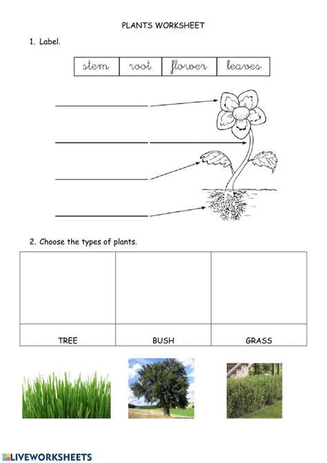 Parts Of A Plant Interactive Activity For Primero Segundo Primaria