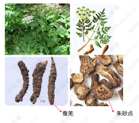 羌活植物 细辛植物 羌图片植物图片 大山谷图库