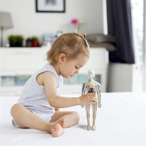 Human Anatomy Model3d Body Organ Model Soft Human Body Ages 4