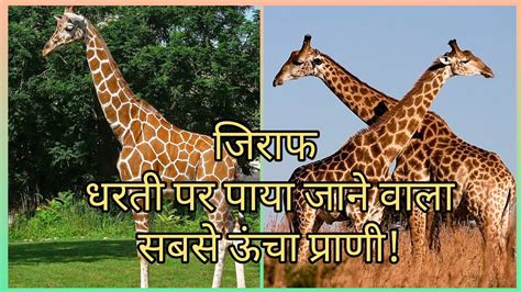 जिराफ धरती पर पाया जाने वाला सबसे ऊंचा प्राणी Ll Giraffe Youtube