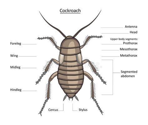Cockroach Diagram