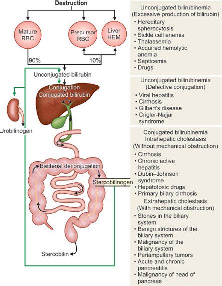 Bilirubin Metabolism Flow Chart 17 Images About Bilirubin On