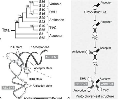 ‘ig 6 5 Evolution Of Trna Structure A Trees Of Trna