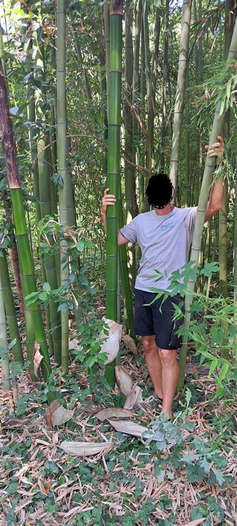 Bamboo Identify R Bamboo