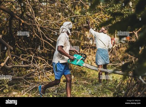 Selective Cutting Trees Hi Res Stock Photography And Images Alamy