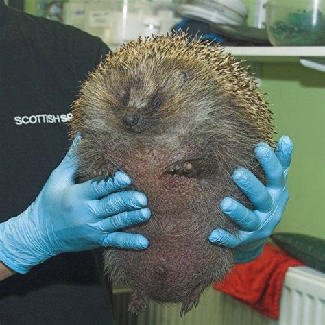 Интересные факты о воздушных шарах — Музей фактов