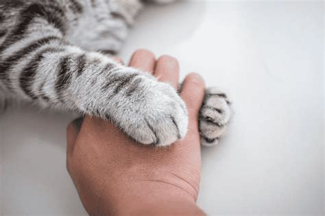 Can You Get Cats Declawed You Need To Know 100 Committed To Your
