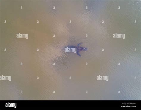 An Adult American Alligator Vocalizes During Mating Season Stock Photo Alamy