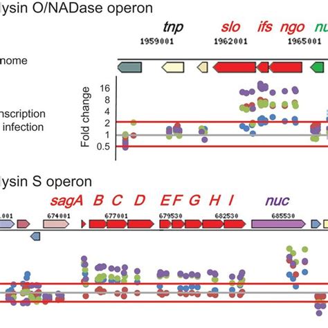 Structures Of The Streptolysin O Slonadase Operon A And The