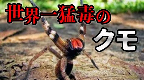 1匹で80人ヤレる世界一の猛毒クモ shorts クロドクシボグモ YouTube