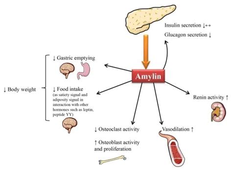 Targeting The Amylin Receptor For Obesity Weight Reduction