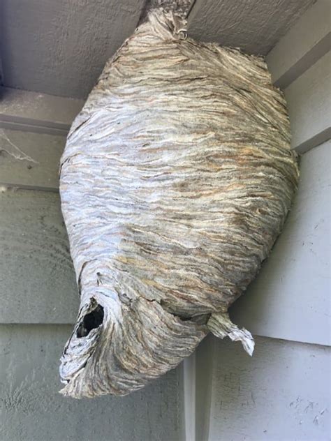 Paper Wasp Nest Identification
