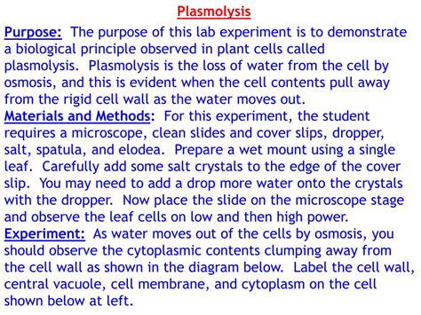 Ppt Plasmolysis Lab Powerpoint Presentation Free Download Id 270118