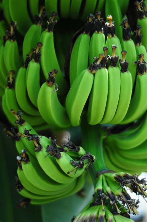 집 밖의 건강식품 과일 나뭇잎 날 것 녹색 녹색 바나나 농업 농장 다발 동남아시아 매크로 무리 무사 바나나 바나나 공장 바나나 나무 바나나