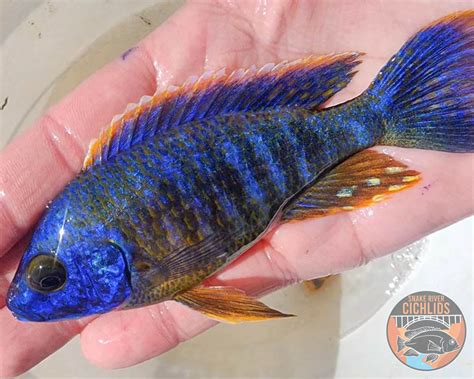 Yellow Apache Peacock Cichlid Snake River Cichlids