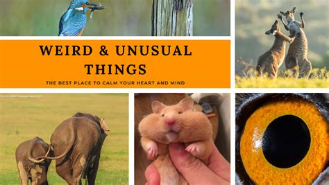 Weird And Unusual Things