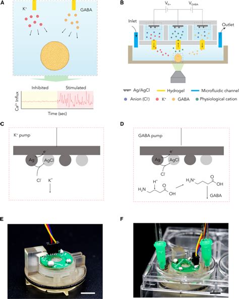 Modulation Of Neuronal Activity In Cortical Organoids With
