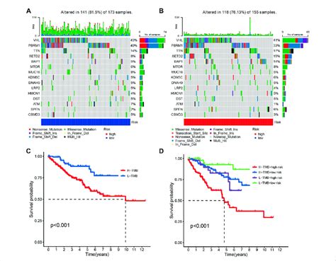 A B Comparison Chart Of Gene Mutation Frequencies C Relationship Download Scientific