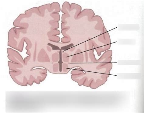 Neuroanatomy Diagram Quizlet