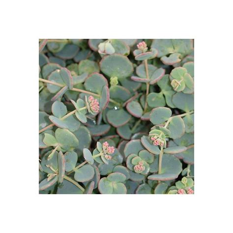 Sedum Sieboldii Orpin De Siebold Rose à Feuilles Bleues