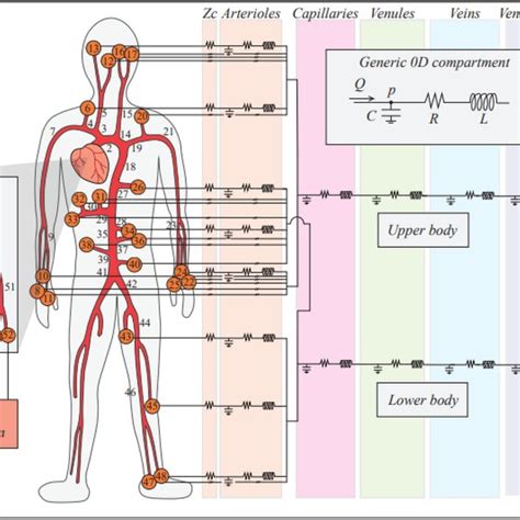 Multiscale Illustration Of The Overall Closed Loop Model With Emphasis Download Scientific