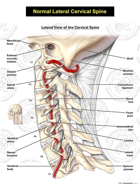 Posterior Cervical Spine Anatomy Porn Sex Picture