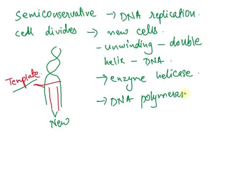 Solved Explain The Semiconservative Model Of Dna Replication What Is The Fate Of The Original