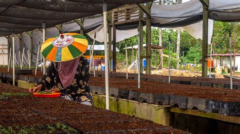 Female Worker Working In The Timber Tree Seedlings Nursery Stock Image