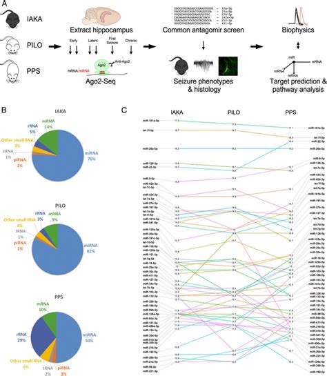 Experimental Design And Small RNA Sequencing A Schematic Showing The Download Scientific