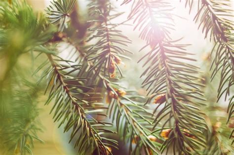 Premium Photo Fir Tree Branch With Sunset Light