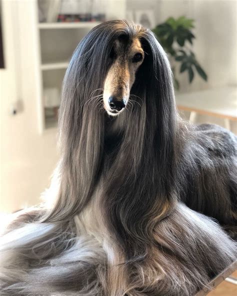 Порода собак с длинными волосами 78 фото